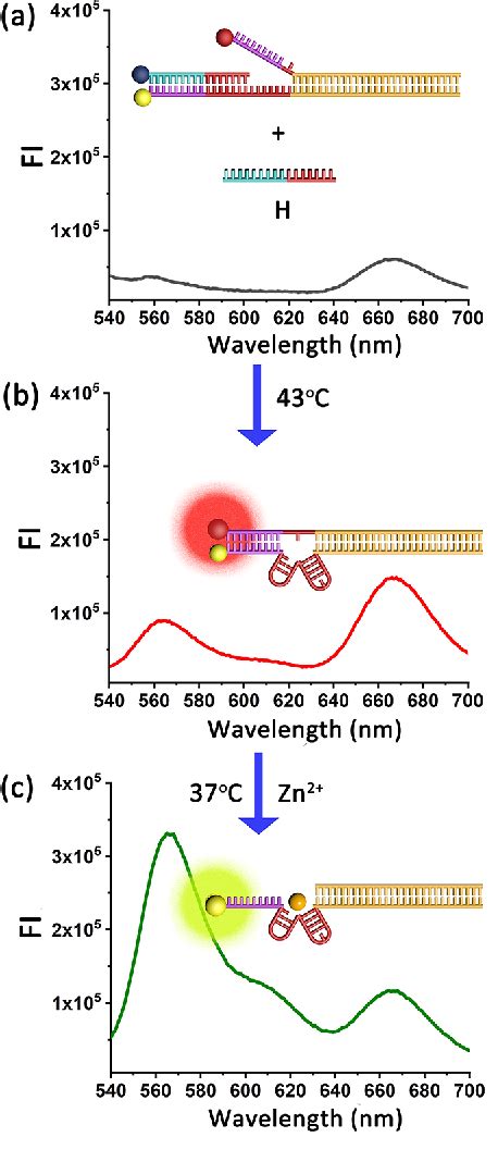Figure 2 From Noninvasive And Spatiotemporal Control Of Dnazyme Based