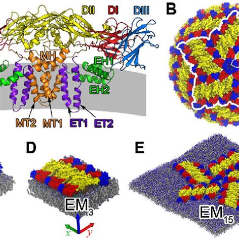 Envelope E And Membrane M Proteins Of The Dengue Virus Denv A