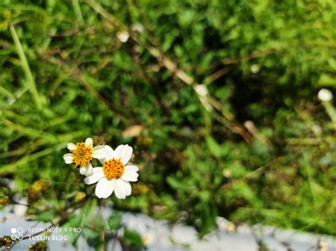 Review Xiaomi Redmi Note Pro Smartphone Terbaik Di Kelas Juta An Laptophia