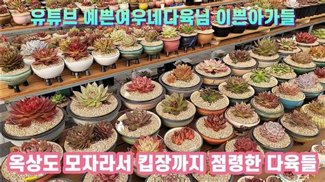 옥상에이어 키핑장까지 점령한 이쁜아가들 유튜버 예쁜여우네다육님 다육이 구경 묵둥이 다육이 국민이 창 예쁜여우네다육 달콤한총각다육 Youtube