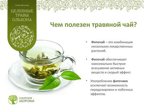 Целебные травы Ольхона сибирское здоровье . | Целебные травы, Здоровье ...