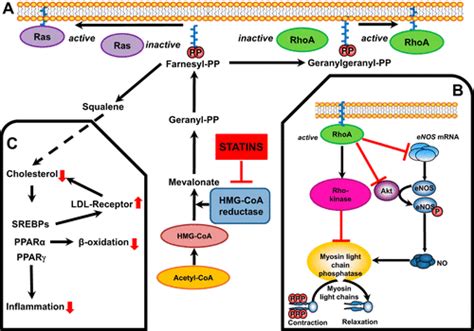 Rationale For The Use Of Statins In Liver Disease American Journal Of