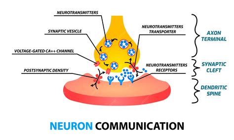 Premium Vector Neuroncommunication5