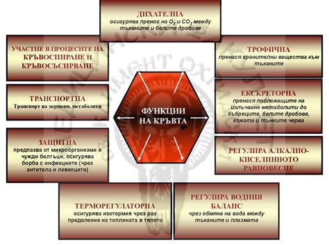 Кръв тъкан циркулираща в затворена система от кръвоносни съдове презентация онлайн