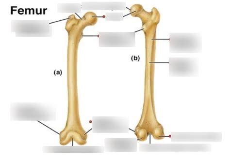 Diagram Of Identifying Structures Femur Quizlet