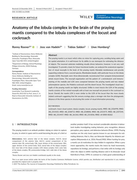 pdf anatomy of the lobula complex in the brain of the praying