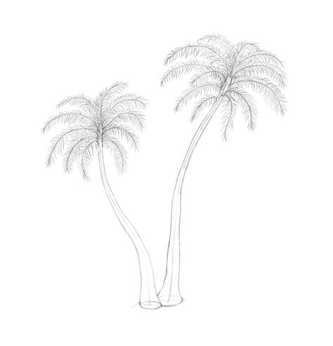 How To Draw A Palm Tree