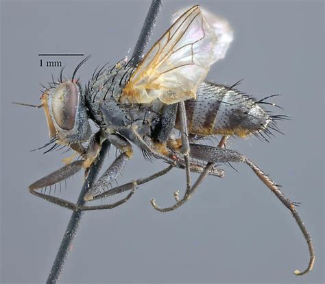 Tachinidae Bugguidenet