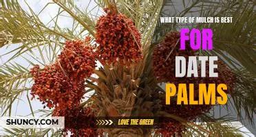 A Guide To Differentiating Male And Female Date Palms ShunCy