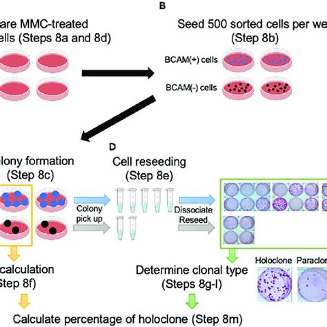 Holoclone Assay A Preparation Of Mitomycin C Mmc Treated 3t3 J2 Download Scientific Diagram