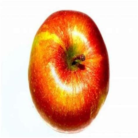 Fruitsv2 Object Detection Dataset V5 2022 11 10 2 39am By Fruits Dataset