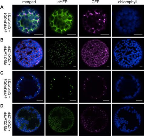 False Color Visualization Of Fluorescence In Isolated N Benthamiana