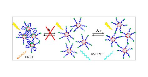 Thermoresponsive Self Assembly Of Twofold Fluorescently Labeled Block