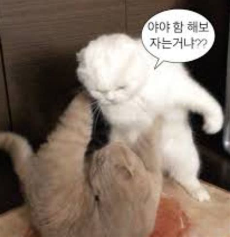 빅데이터 Java 개발자 교육 19일차 Oracle 4번째 시간 Junit Test Param Results