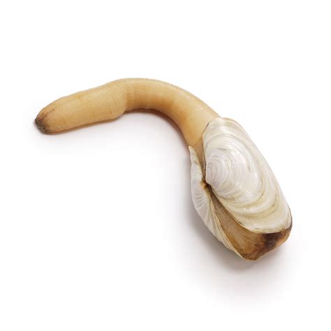 Geoduck Sashimi Simple Recipe Fun Facts
