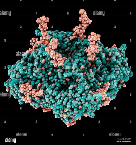 Flu Virus Surface Protein Molecule Computer Model Showing The