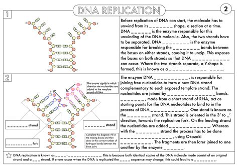 Dna Replication Worksheet Answers
