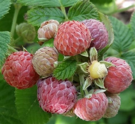 Mysore Raspberry Growing Conditions At Christopher Bryant Blog