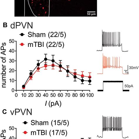 Mbtbi Does Not Alter Pvn Crf Neuronal Excitability A Representative