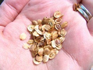 Parsnip Tips Gardening Advice A Z Brighton Hove Allotment Federation