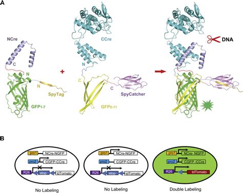 A Split Cre System Designed To Detect Simultaneous Expression Of Two Genes Based On Spytag
