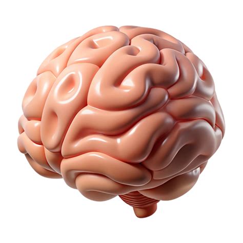 Celebrated Baroque A Brain Human And Realistic No Background With