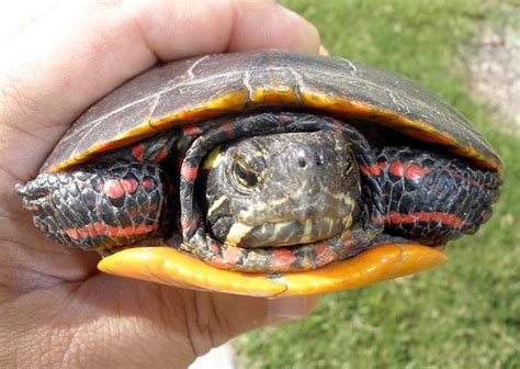 create turtles with python beanz magazine