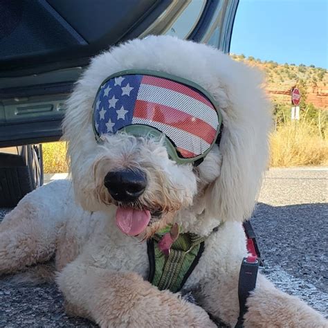 Adventures With Pluto And Apollo Youtube