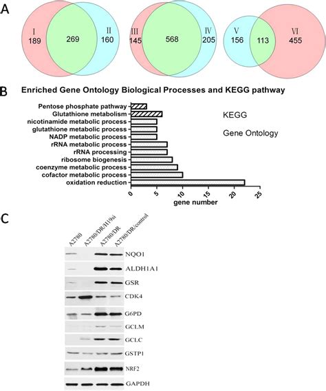 Proteomic Analysis And Comparison Among Different Cell Lines Proteomic