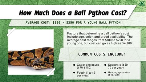 ball python prices 2024 purchase cost supplies food and more a z