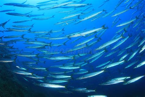 Yellowmouth Barracuda Or Yellow Barracuda Barracuda Sphyraena