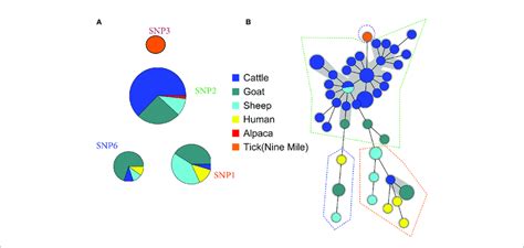 Comparison Between A Single Nucleotide Polymorphism Snp And B