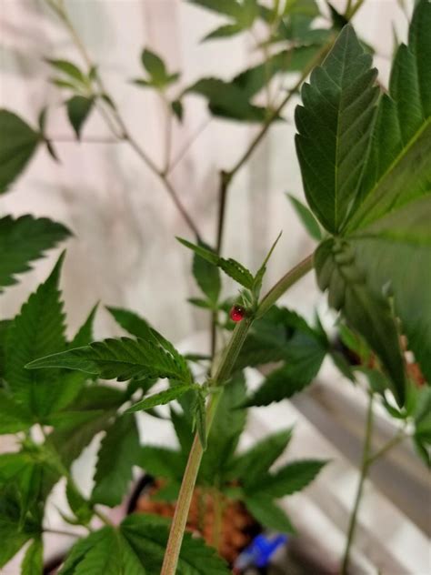 Well Thats A First Thoughts R Macrogrowery