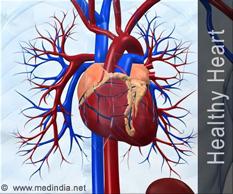 Human Anatomy Heart Quiz