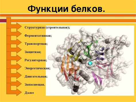 Белки: что это такое, их свойства и функции, состав и для чего нужны ...