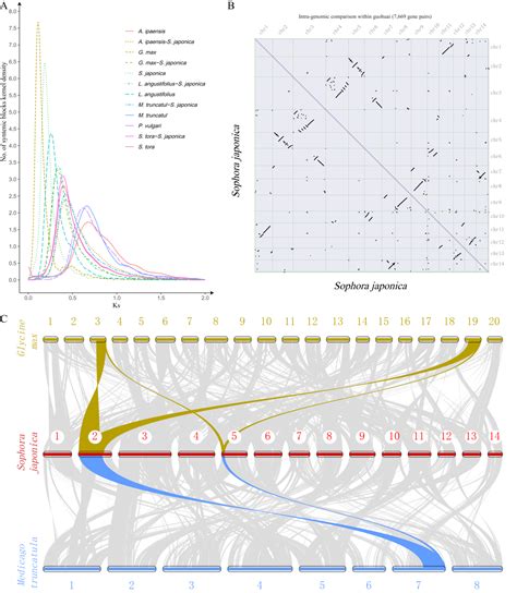 Chromosome Level Genome Assembly And Characterization Of Sophora Japonica