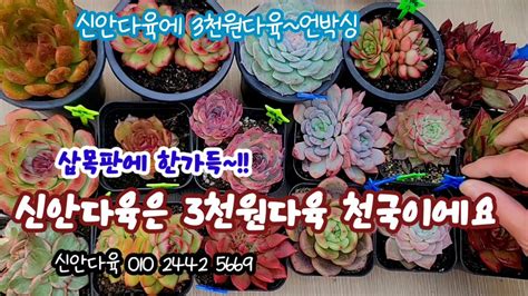 삽목판 가득~행복한 언박싱 찐색감 다육을 3천원대 품어요 Youtube