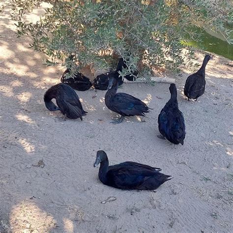 A Black Duck 🦆 Rduck