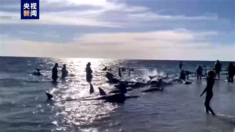 သြစတြေးလျမှာ သောင်တင်နေသောဝေလငါး ၂၉ ကောင် သေဆုံးကြောင်း အတည်ပြု