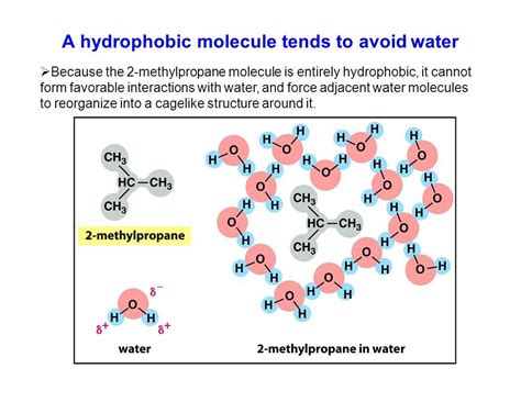 Image Result For Hydrophobic Molecules Molecules Hydrophobic Ap Chem