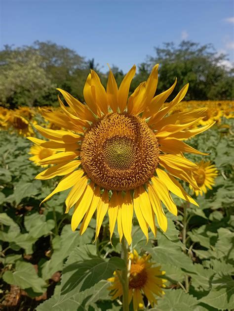 경치 계절 고요한 꽃 꽃 장식 꽃이 만개한 꽃이 피는 꽃잎 노란색 농업 농업의 농촌 풍경 목가적인 밝은 사진 예술 생생한 생생한 색상 섬세한