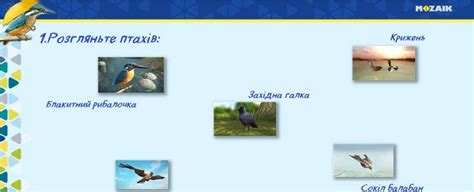 Презентація Біологія 7 клас НУШ Практична робота Птахи