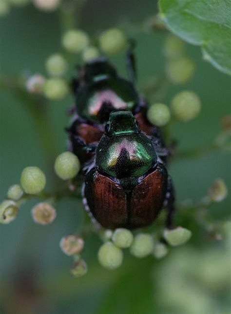 Bug Sex Photograph By Rae Ann M Garrett Fine Art America
