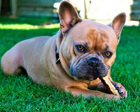 Французский бульдог это умный любящий пес который хочет и должен проводить много времени со