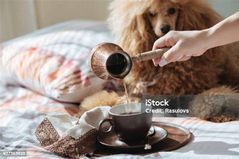 여자는 집에서 침대 및 붓는 커피에 강아지와 함께 한잔에 휴식 가정 생활에 대한 스톡 사진 및 기타 이미지 가정 생활 갈색 감정 Istock