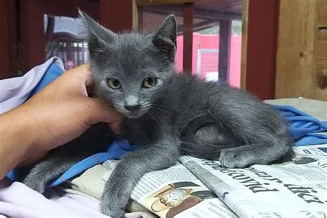 10 09 2022 Venasio Vincenco Streunerherzen