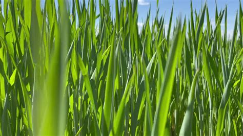 nardini agroindustrial on linkedin nova identidade visual nardini