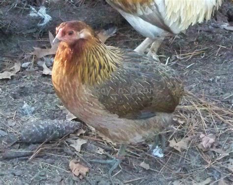 10 Rumpless Tufted Lf Araucana Eggs
