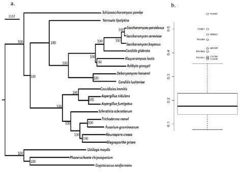 Outlier Gene Identification And Phylogeny Construction For Fungal Data