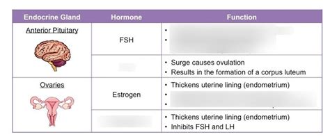 Diagram Of Table Of Menstrual Hormones Quizlet